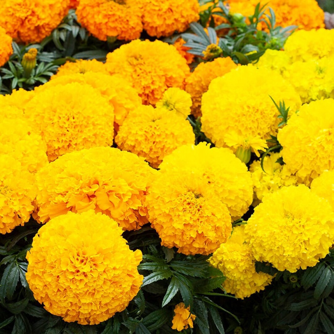 Marigold Seeds 25 Seeds Marigold Big Top Mix African Marigold Seeds F1 ...