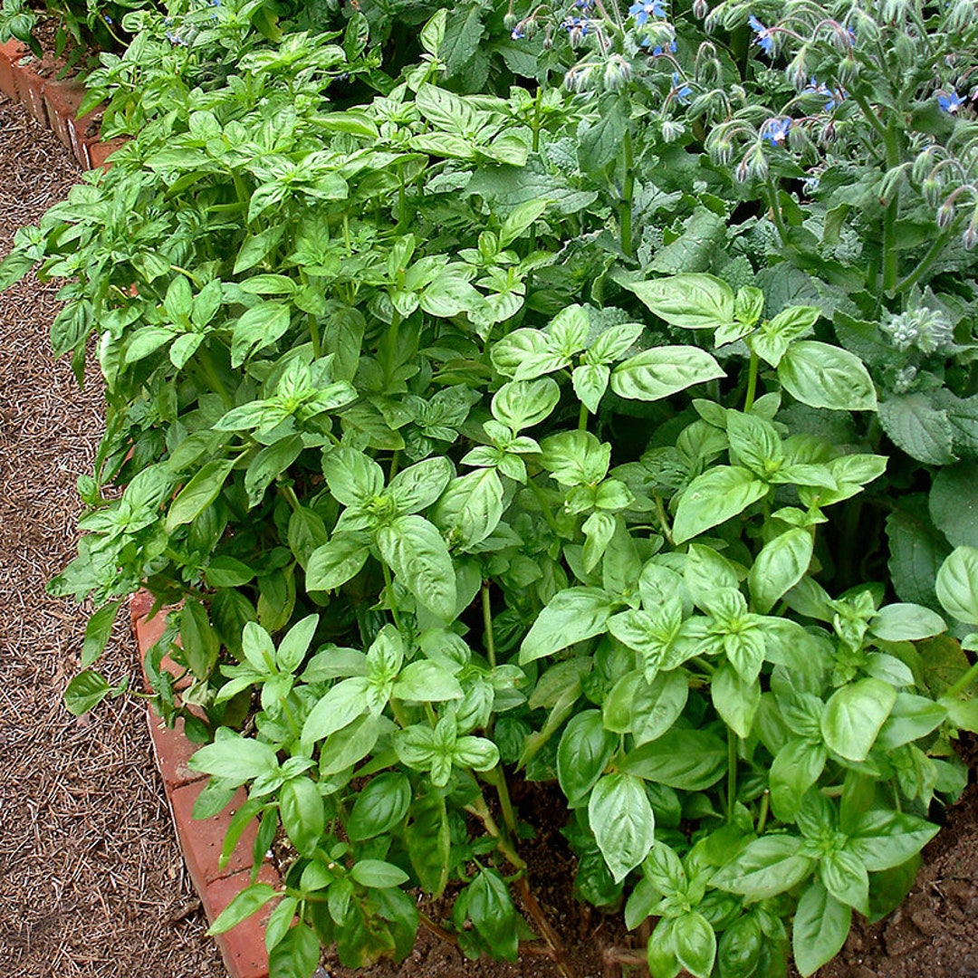 MPB#11 Basil Large Leaf Italian Seeds Basil Seeds Basilicum 250 Thru ...