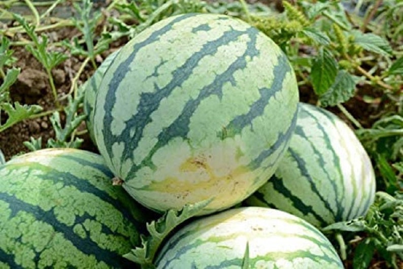 Watermelon Seeds Dixie Queen 50 Watermelon Seeds - Etsy