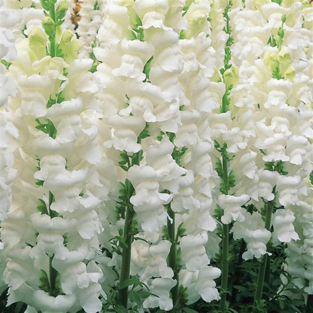 50 Snapdragon Seeds Snapdragon Opus Early White Cut Flower Seeds - Etsy