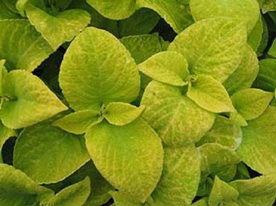 Plant Seeds 50 Pelleted Seeds Coleus Seeds Wizard Golden - Etsy