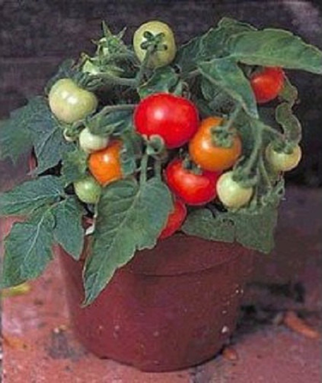 MPB#6 Micro Tom Tomato Seeds Worlds Smallest Tomato Plant 25 Seeds - Etsy