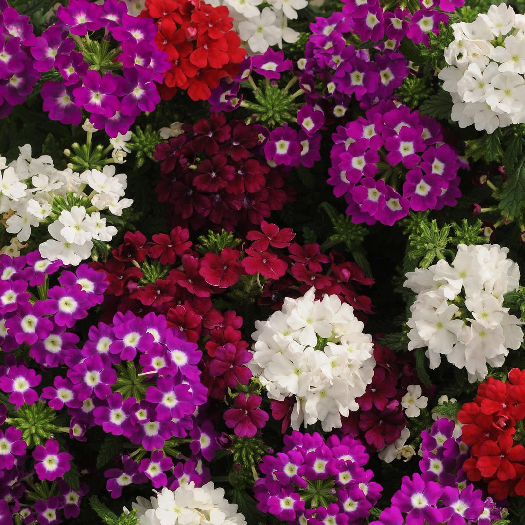 Flower Seeds Verbena Quartz XP Merlot Mix 50 Verbena Seeds - Etsy