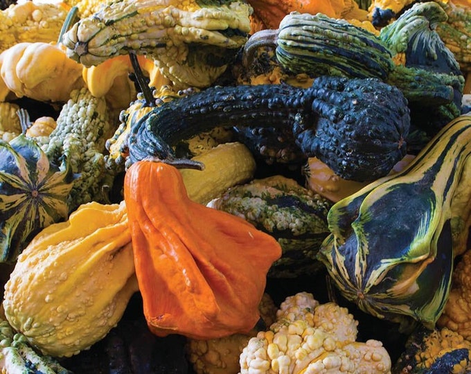 Super Wings Gourd Seeds - Etsy