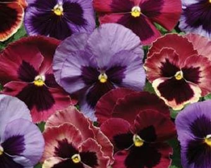 Pansy Seed Mix Pansy Matrix Ocean Breeze Mix 50 Seeds - Etsy