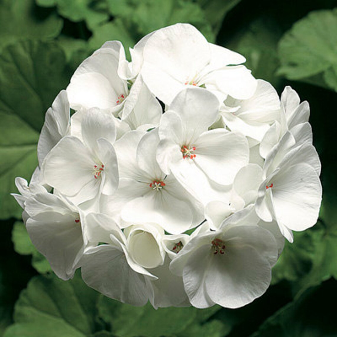 15 Coated Geranium Pinto White Geranium Seeds - Etsy