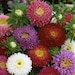 100 Aster Seeds Aster Pixie Princess Mix Dwarf Aster - Etsy