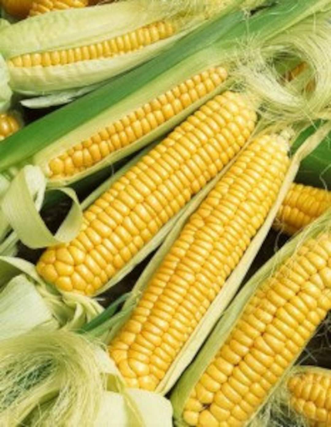 50 Golden Bantam Corn Seeds Vegetable - Etsy