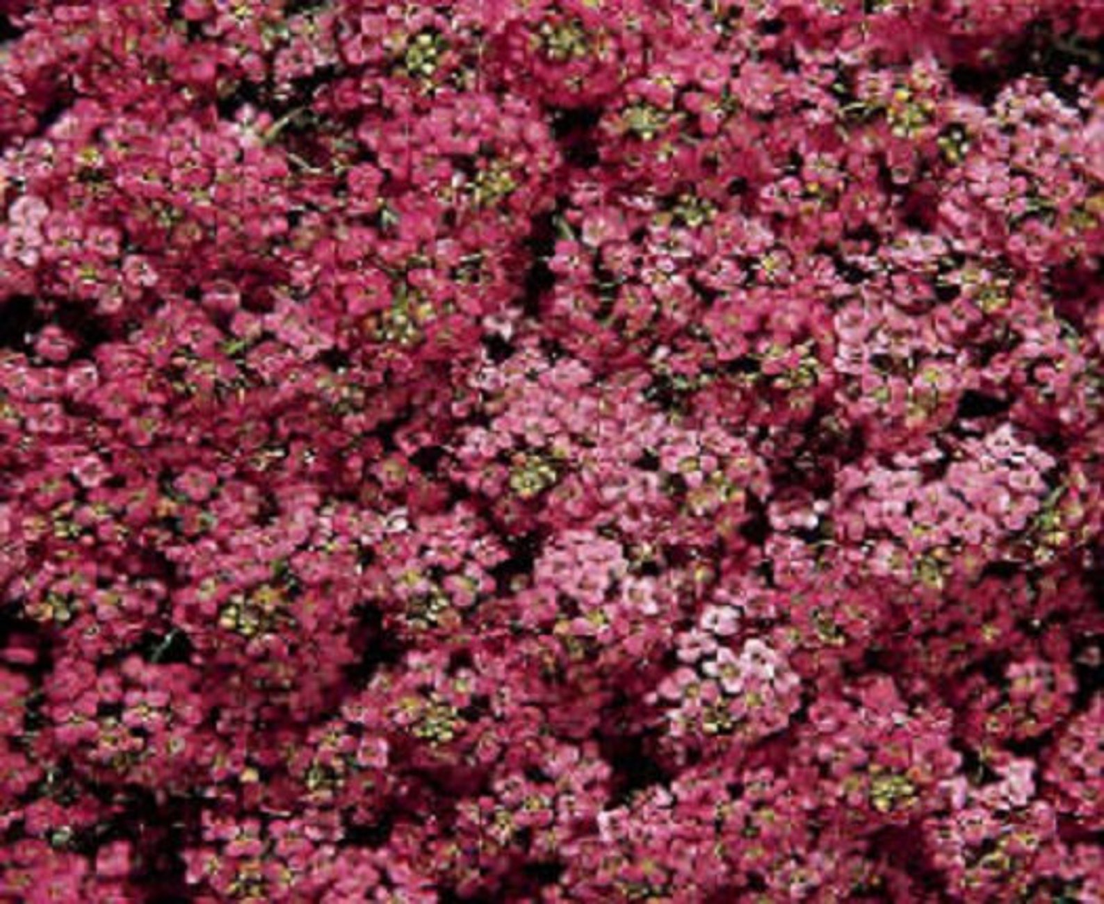Alyssum Seeds Wonderland Deep Rose Ground Cover 2,000 Seeds - Etsy