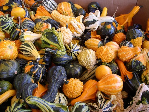 MPB13 Gourd Seeds Large Small Mix 25 Gourd Seeds | Etsy