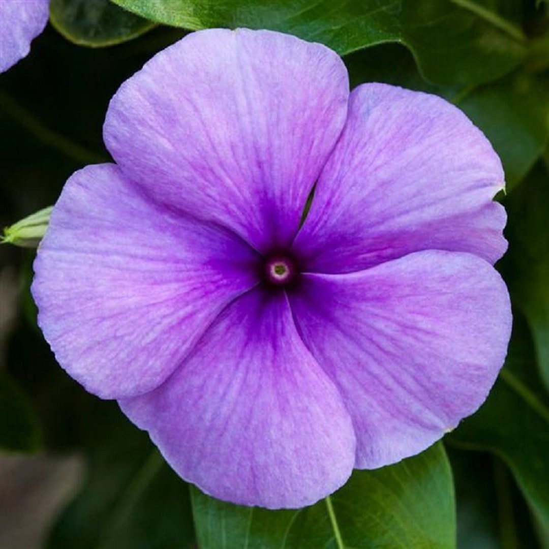 25 Vinca Seeds Blockbuster Blue Periwinkle Seeds Flower Seeds Garden ...