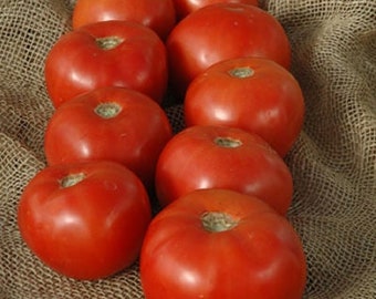 Mountain Fresh Tomato Seeds - Etsy