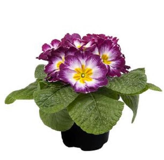 Primula Seeds Primula Paradiso Early White 50 Primrose Seeds Home ...