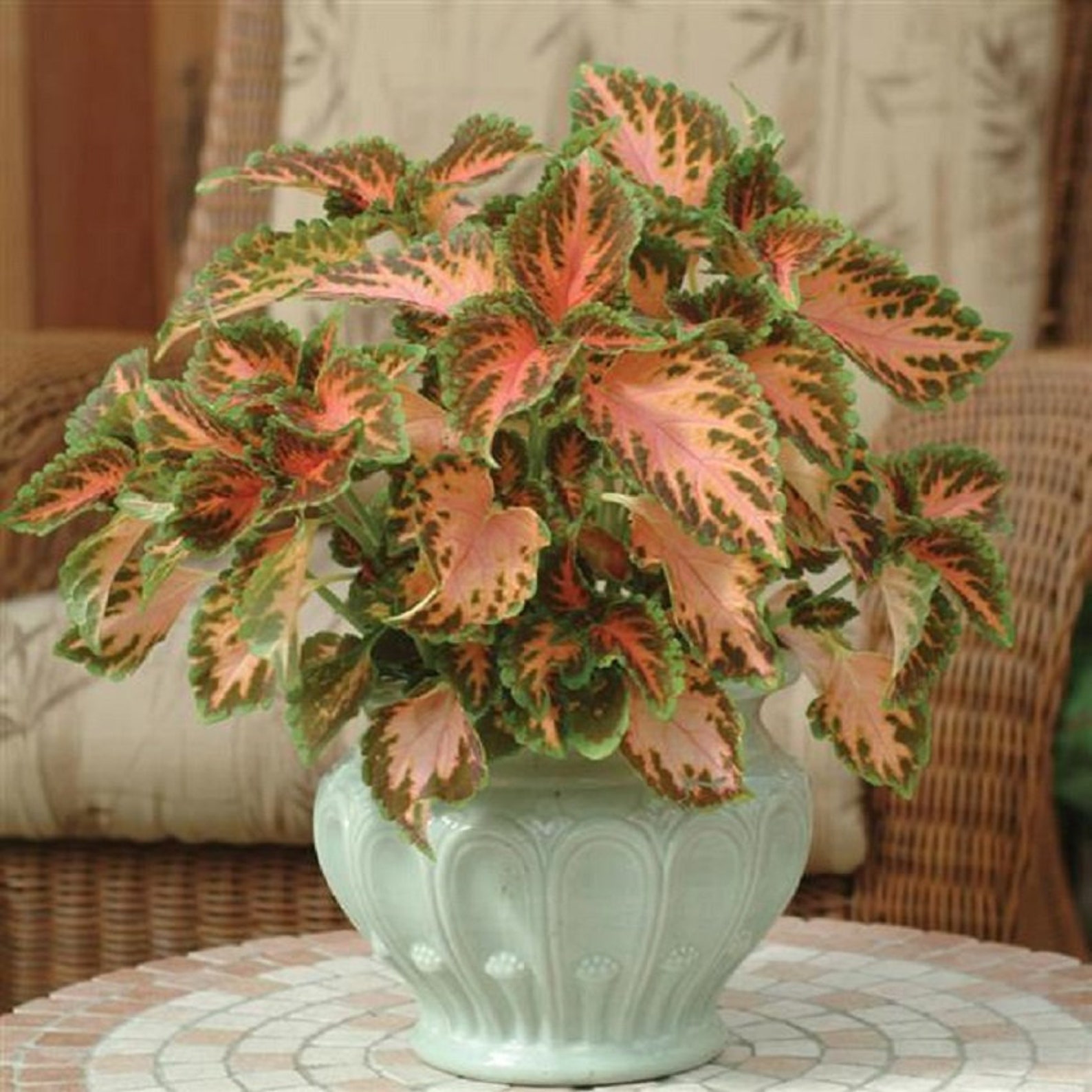 Pelleted Coleus Seeds Wizard Coral Sunrise 50 Thru 500 - Etsy