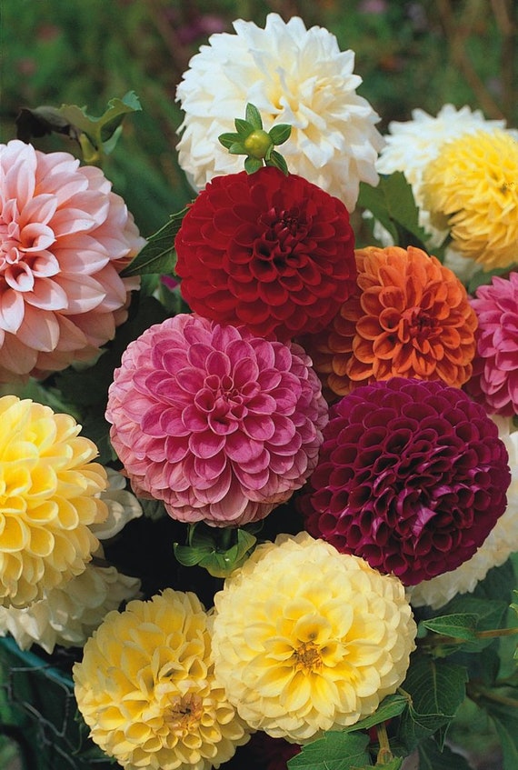 Dahlia Seeds Pom Pom Double Mix 25 thru 500 Seeds | Etsy