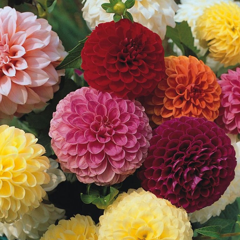 Pompons - Etsy