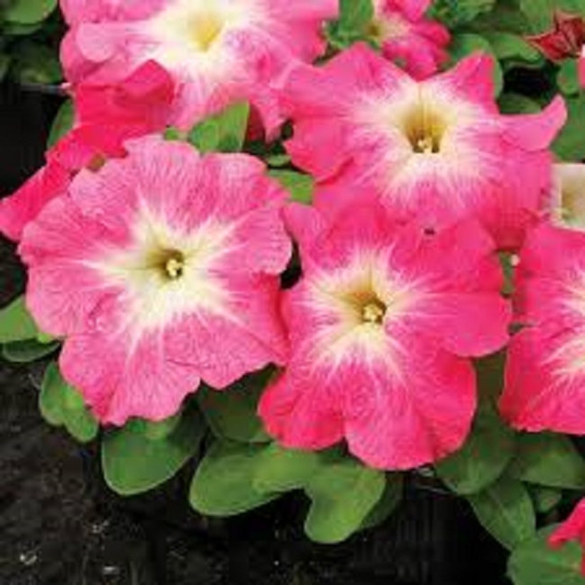 Petunia Seeds Limbo Pink Morn 50 Pelleted Petunia Seeds - Etsy