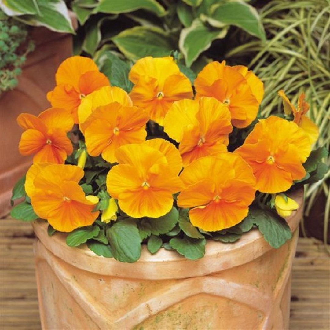 Pansy Seeds Pansy Matrix Orange 25 Seeds Extra Large Flowers - Etsy