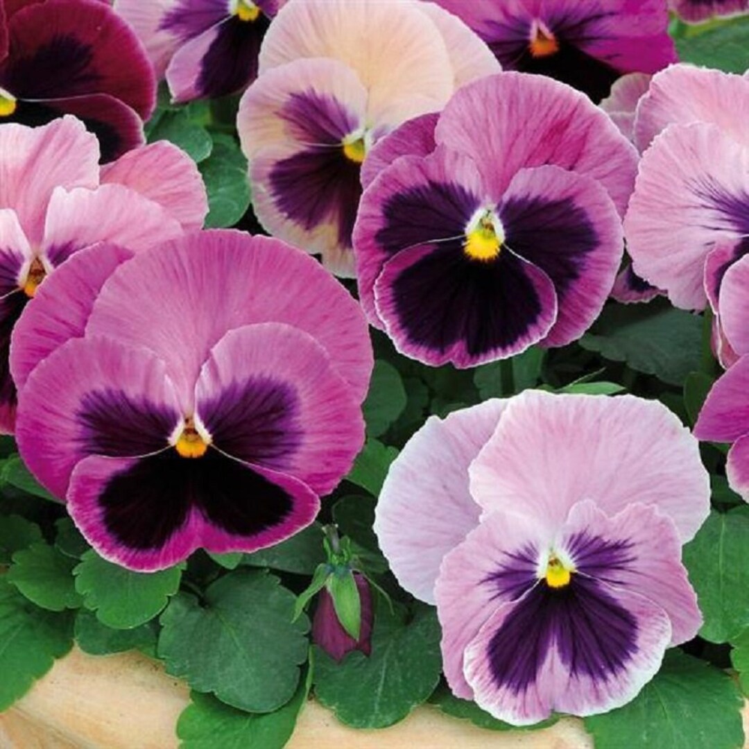 Pansy Seeds Pansy Spring Matrix Pink Shades 25 Seeds Extra Large ...