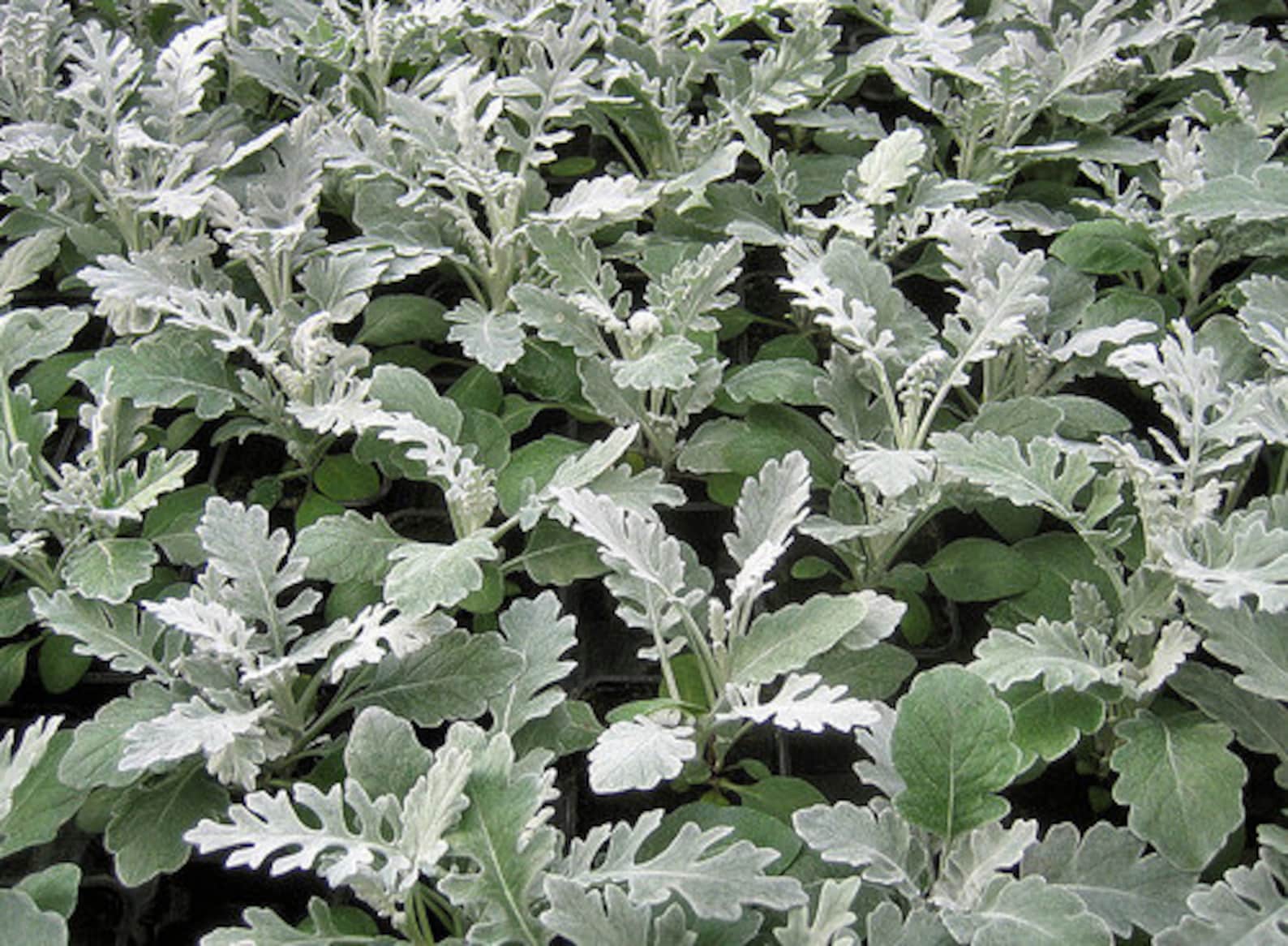 50 Seeds Dusty Miller Silver Dust Seeds - Etsy