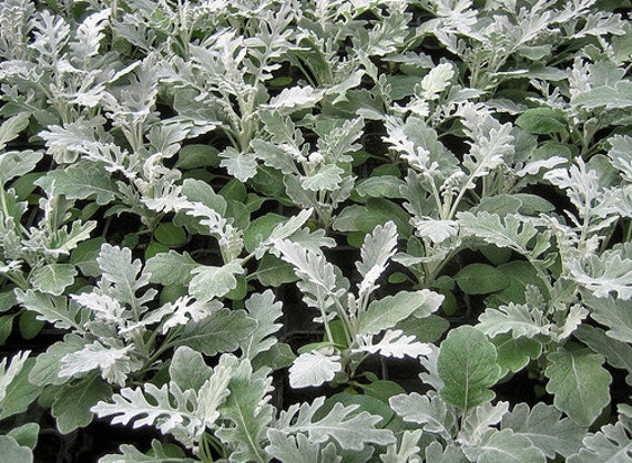 50 Seeds Dusty Miller Silver Dust Seeds - Etsy