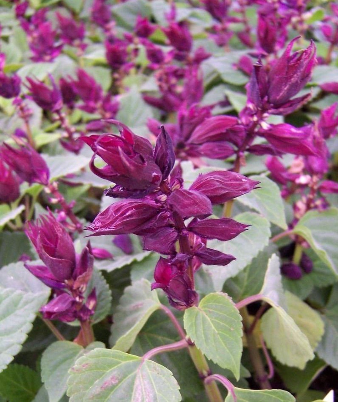 Salvia Seeds Vista Purple 50 Thru 500 Seeds Bulk Flower Seeds - Etsy