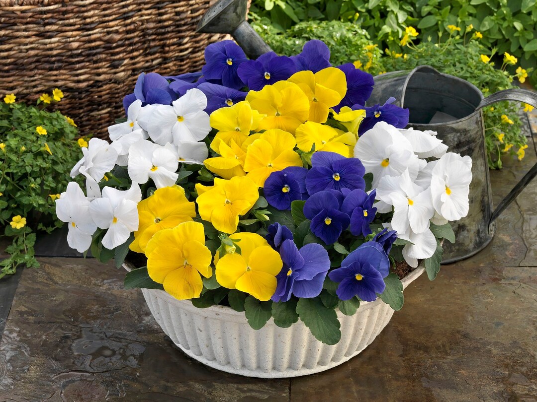 50 Pansy Seeds Majestic Giant Clear Mix Flower Seeds - Etsy