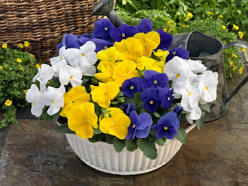 50 Pansy Seeds Majestic Giant Clear Mix Flower Seeds - Etsy