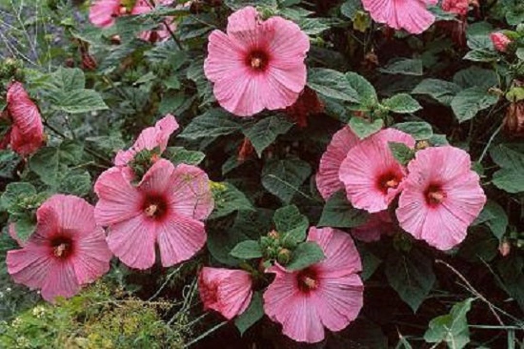 Hibiscus Disco Belle Pink Hybrid 15 Hibiscus Seeds (perennial Seeds) - Etsy
