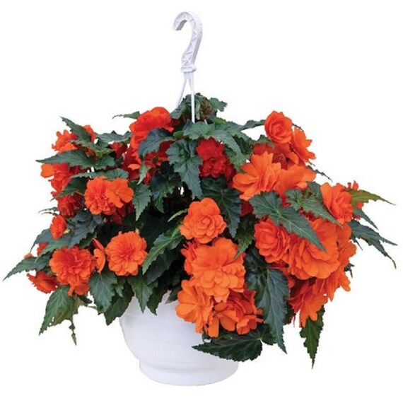 Begonia Seeds Joy Nonstop Orange Trailing Begonia 15 Pelleted | Etsy