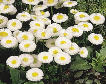 Bellis Seeds Bellis Perennis White English Daisy Flower Seed 10000 ...