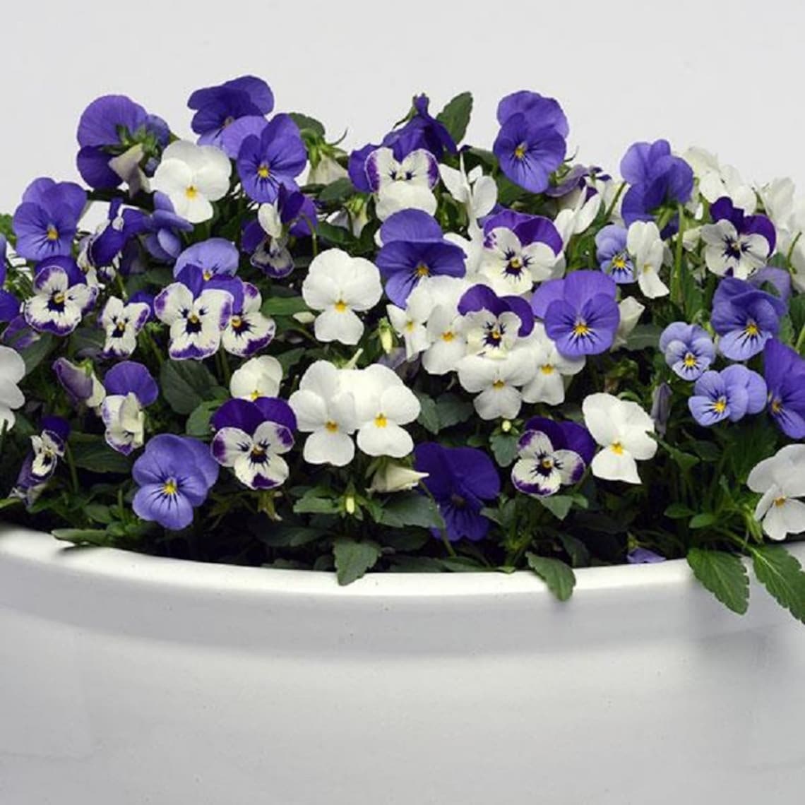 Viola Seeds Sorbet XP Blueberry Sundae Mix 50 Seeds - Etsy