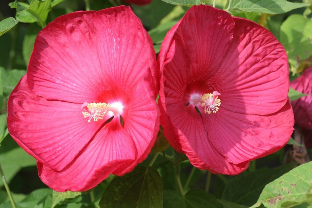 Hibiscus Disco Belle Rosy Red Hybrid 15 Hibiscus Seeds (perennial Seeds ...