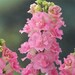 50 Snapdragon Seeds Snapdragon Legend Pink Great Cut Flower - Etsy