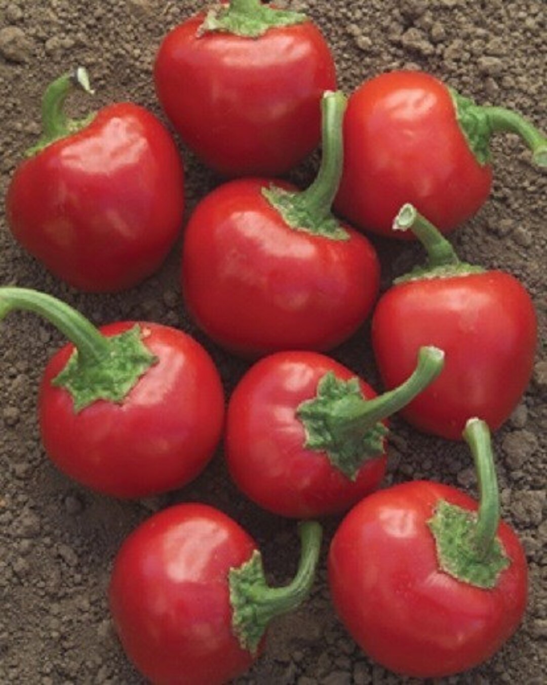 100 Seeds Large Red Hot Cherry Pepper Seeds - Etsy