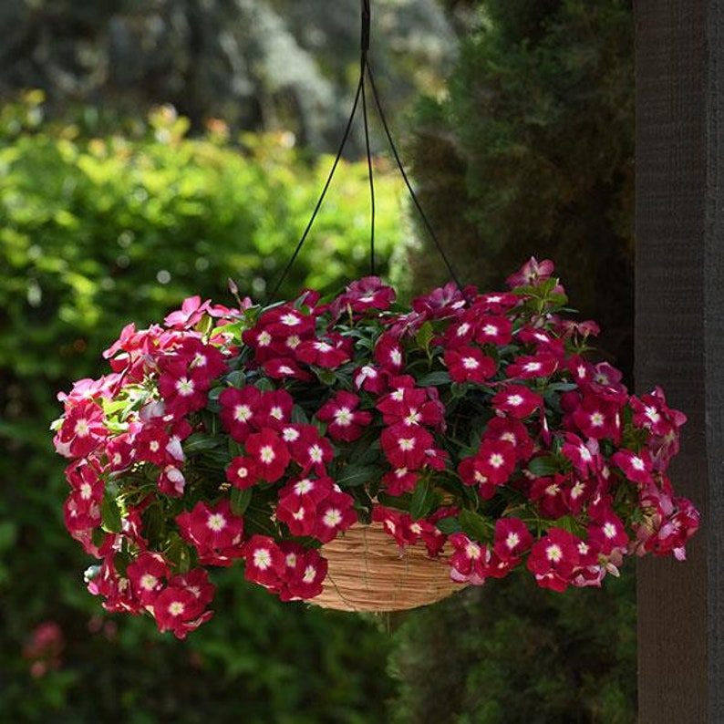 Vinca Seeds 50 Seeds Mediterranean XP Burgundy Halo New - Etsy