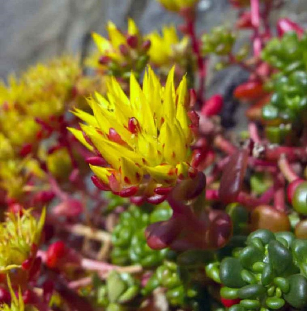 Sedum Seeds 100 Sedum Oreganum Seeds Great Ground Cover - Etsy