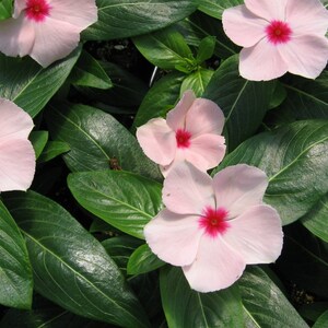 Vinca Seeds Cora Cascade Strawberry 25 Seeds - Etsy