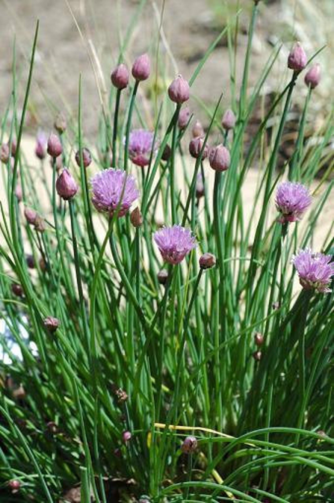 Vegetable Seeds 1,000 Chive Spice Seeds Chives Seeds Herb Seeds - Etsy