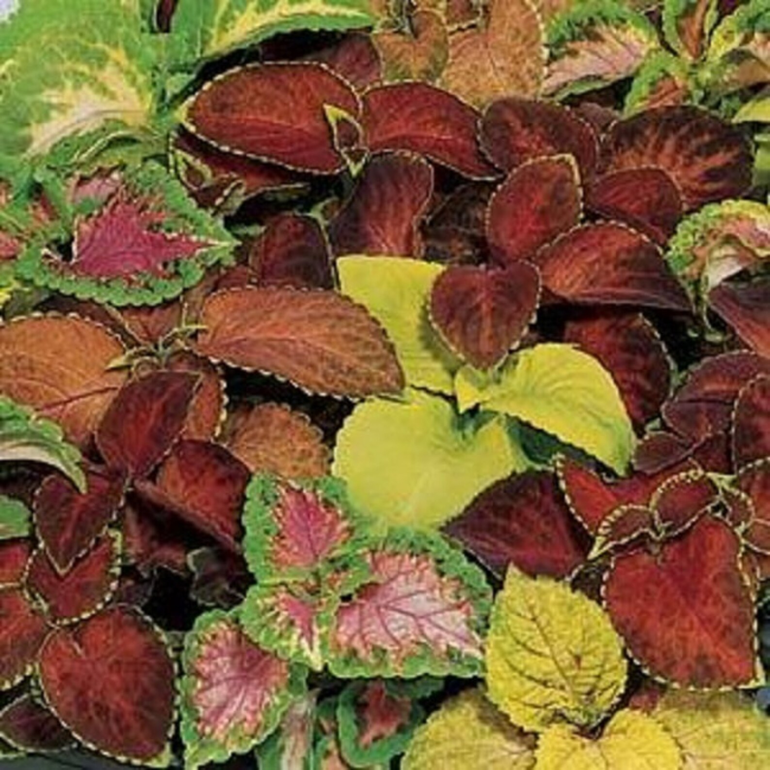 Coleus Seeds Wizard Mix 50 Thru 1000 Seeds - Etsy