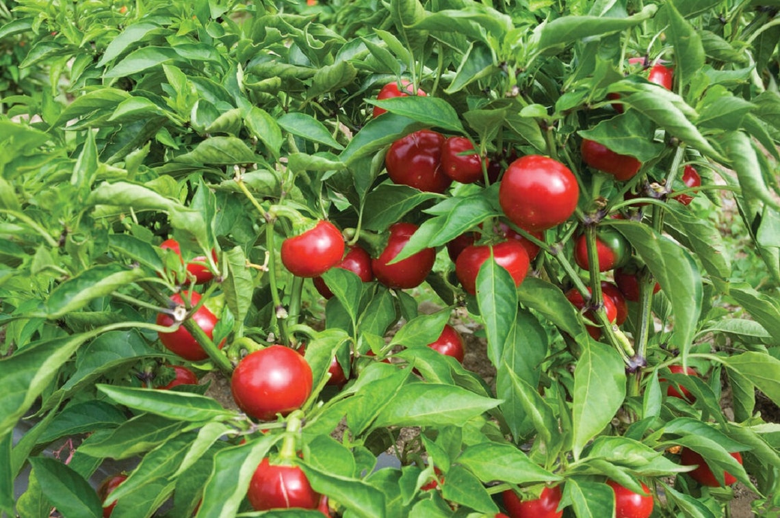 100 Red Sweet Cherry Pepper Seeds Sweet Pepper - Etsy
