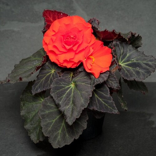 15 Begonia Seeds Begonia Gogo Bright Red Series Begonia Pelleted Seeds ...