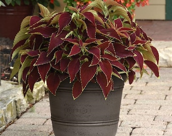 Coleus Ruby Heart - Etsy