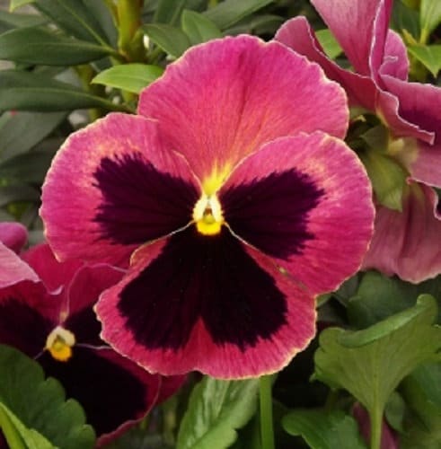 50 Pansy Seeds Delta Premium Rose With Blotch - Etsy