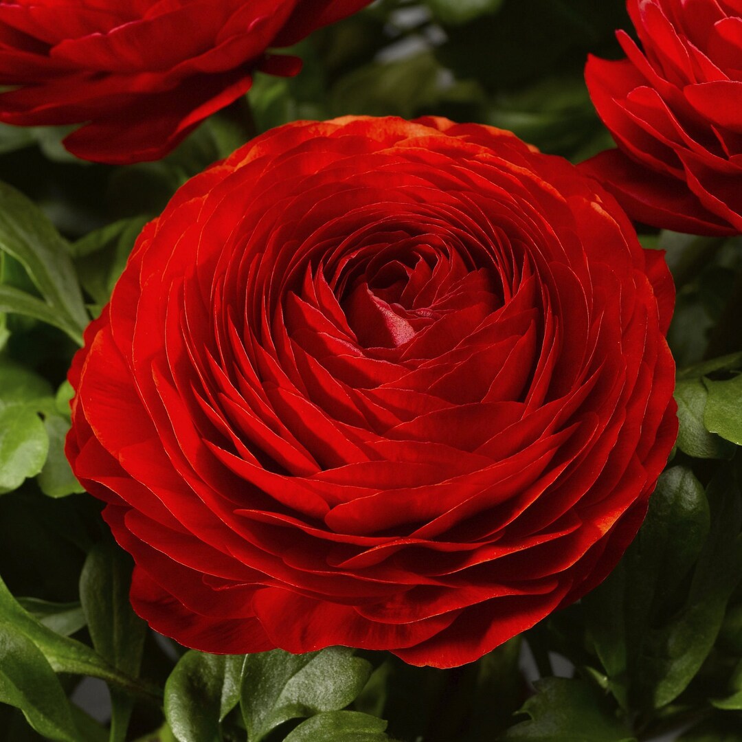 Ranunculus Seeds Magic Red 25 Seeds Pelleted Seeds - Etsy