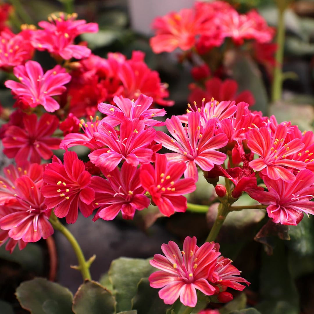 Lewisia Seeds Elise Ruby Red 100 Bulk Seeds Succulent Seeds Lewisia Cotyledon Bitterroot Seeds ...