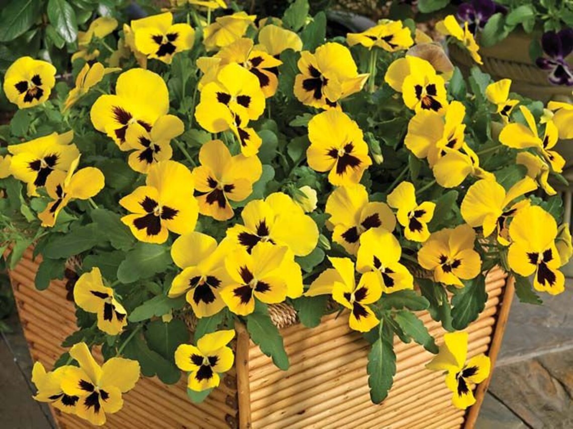 Trailing Pansy Seeds Wonderfall Yellow Blotch 25 Pansy Seeds | Etsy