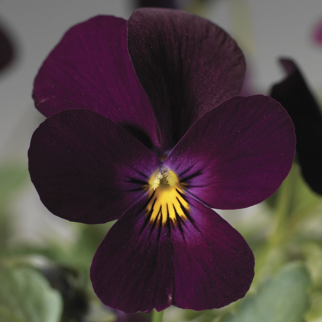 Viola Seeds Viola Endurio Pure Violet Shades 50 Seeds - Etsy