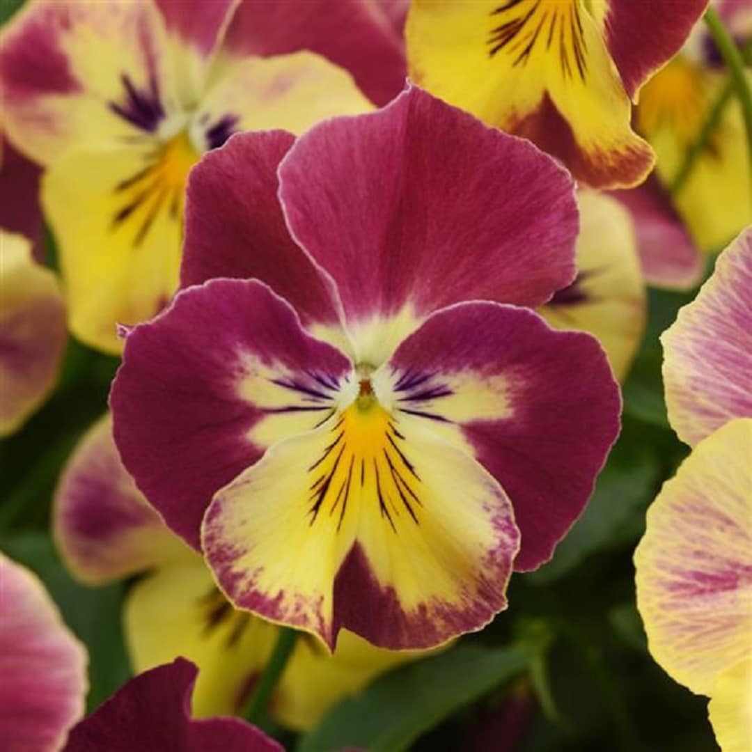 Pansy Seeds Cool Wave Strawberry Swirl Trailing Pansy 15 Seeds Hanging ...