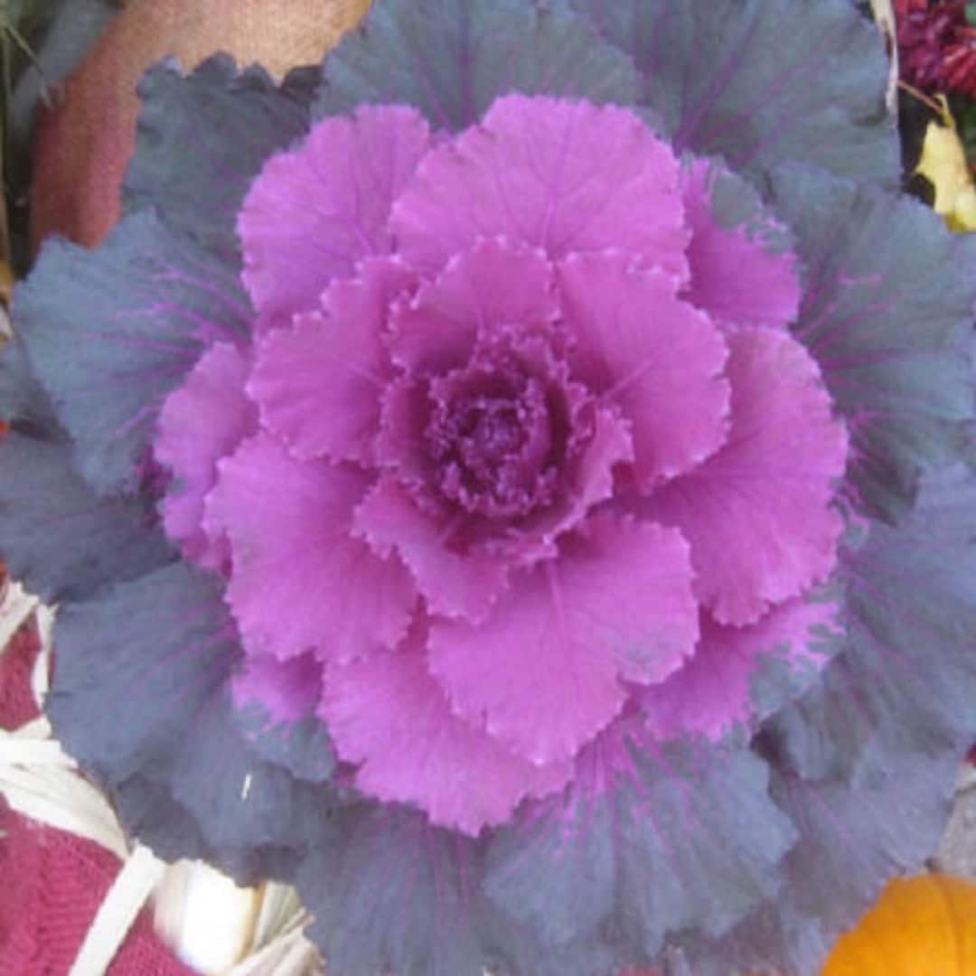 Flowering Cabbage 50 Seeds Pigeon Purple Flowering Kale Ornamental Kale ...
